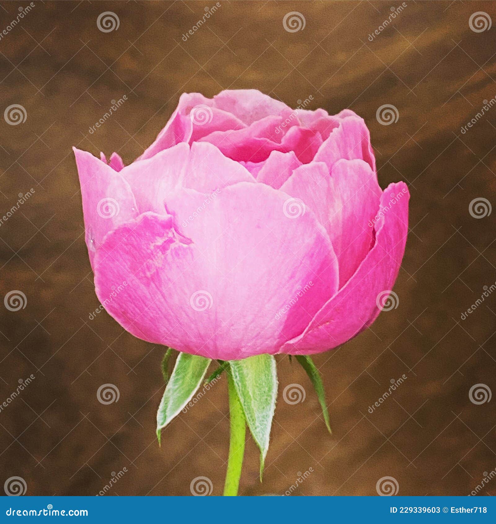 The light pink rose stock image. Image of meaning, elegance - 229339603