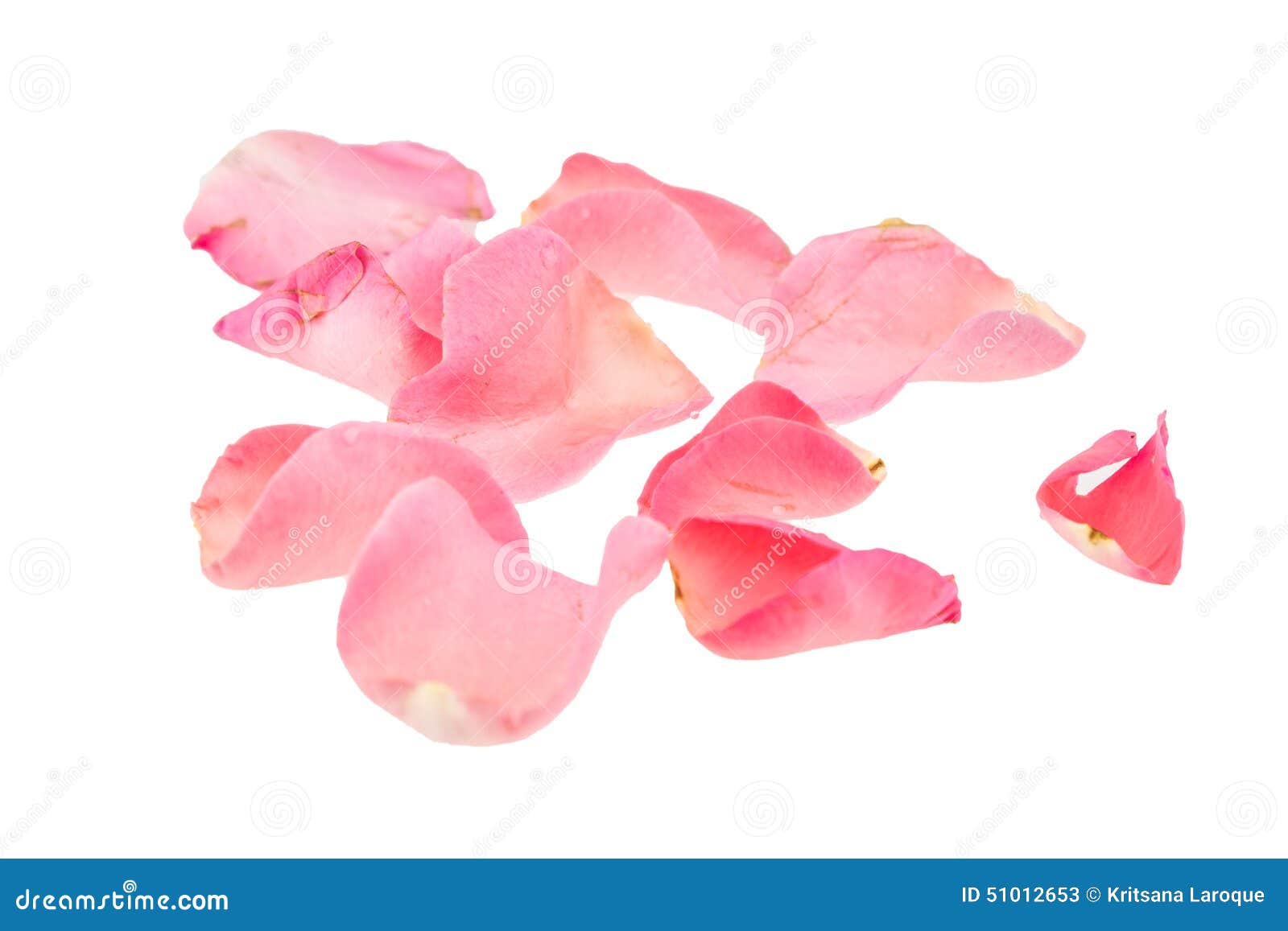 Light Pink Rose Petal on White Background Stock Image - Image of ...