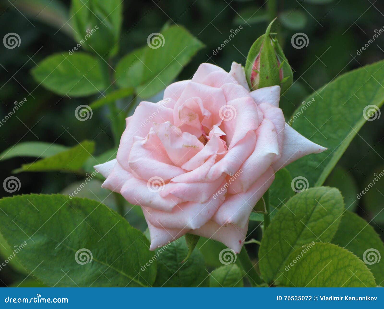 Light pink rose stock photo. Image of flower, shot, flowerbed - 76535072