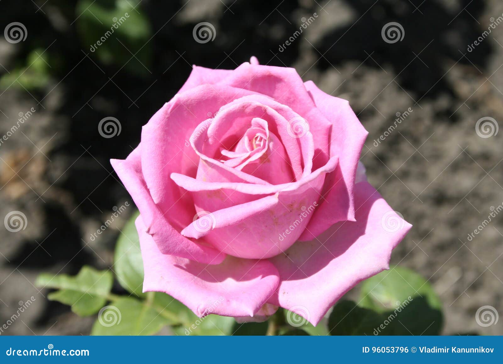 Light pink rose stock photo. Image of shot, flower, bouquet - 96053796