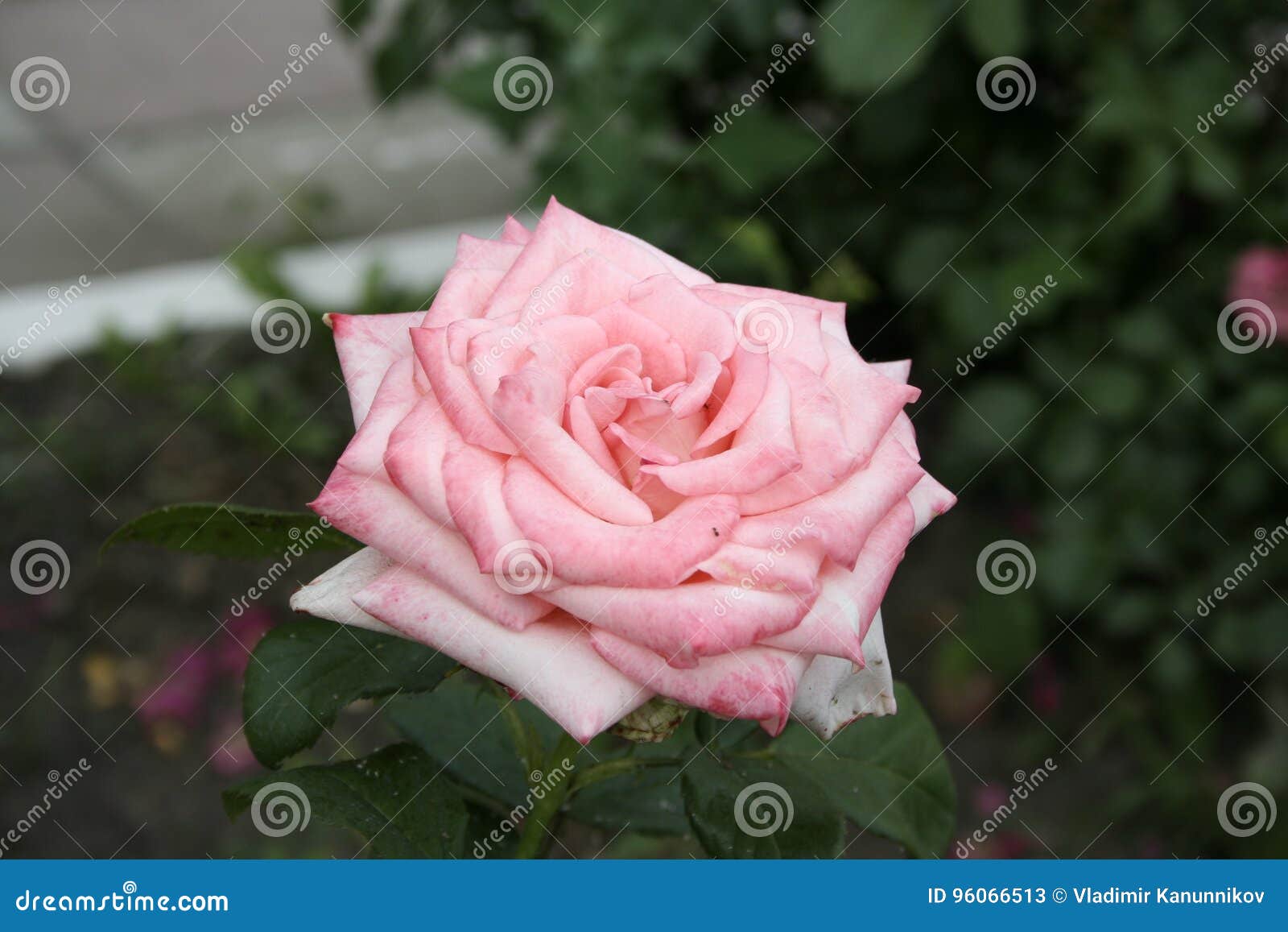 Light pink rose stock image. Image of decoration, decorative - 96066513