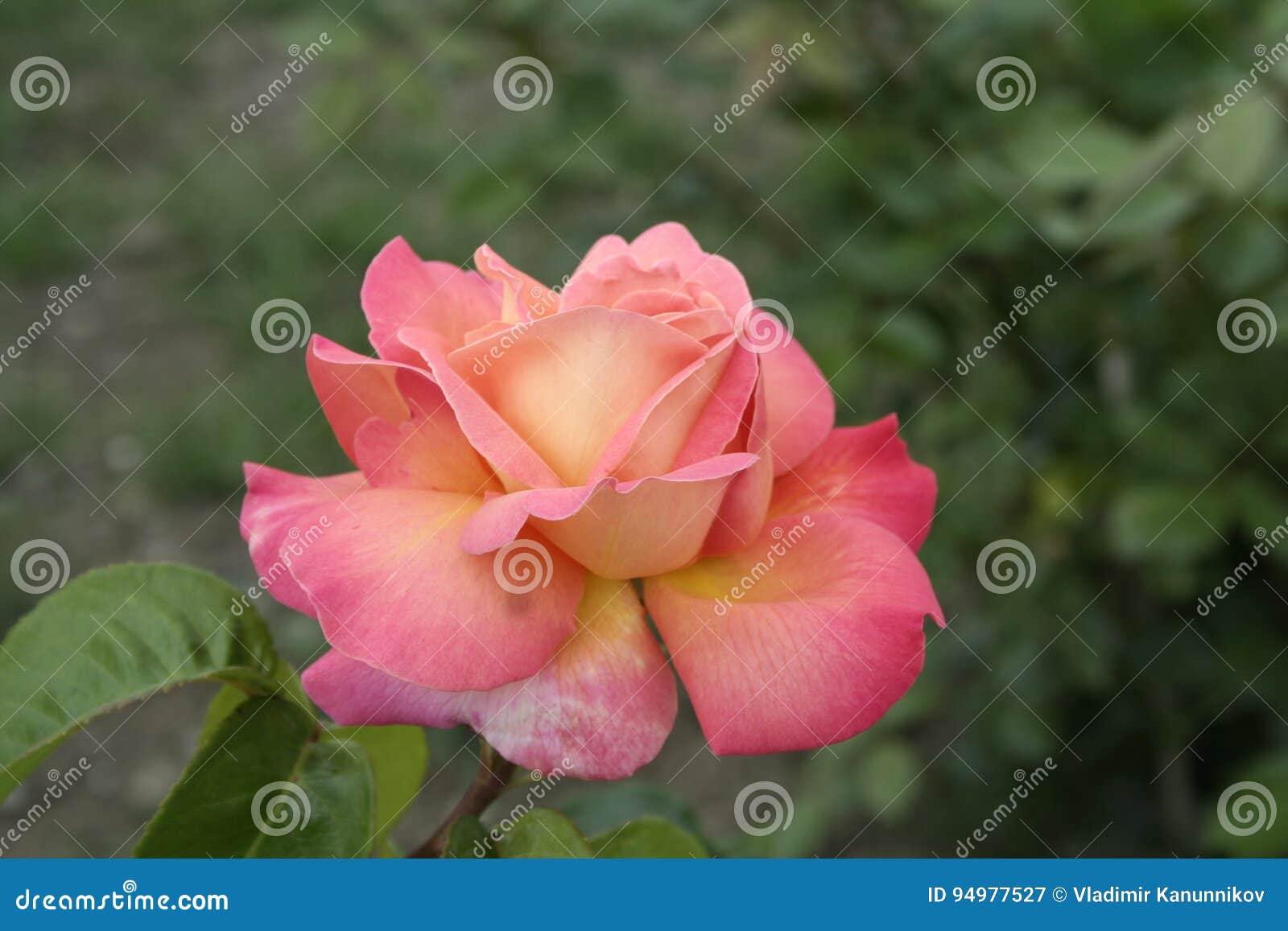 Light pink rose stock image. Image of flower, bouquet - 94977527