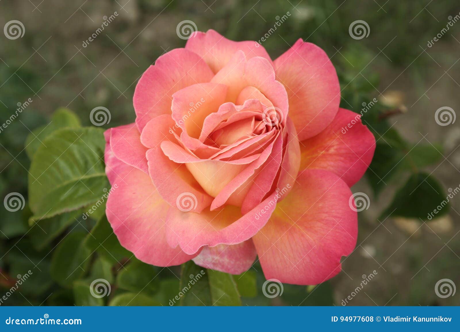 Light pink rose stock photo. Image of small, flowers - 94977608