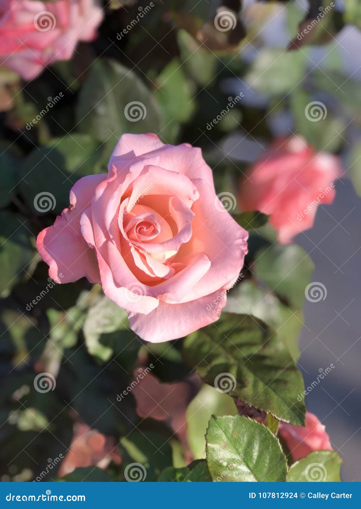 Light Pink Rose in the Sunshine Stock Photo - Image of hint, rose ...