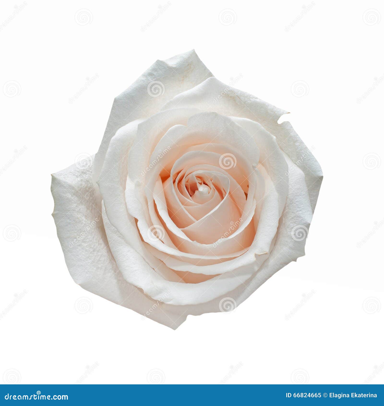 Light Pink Rose on White Background Stock Image - Image of blooming ...