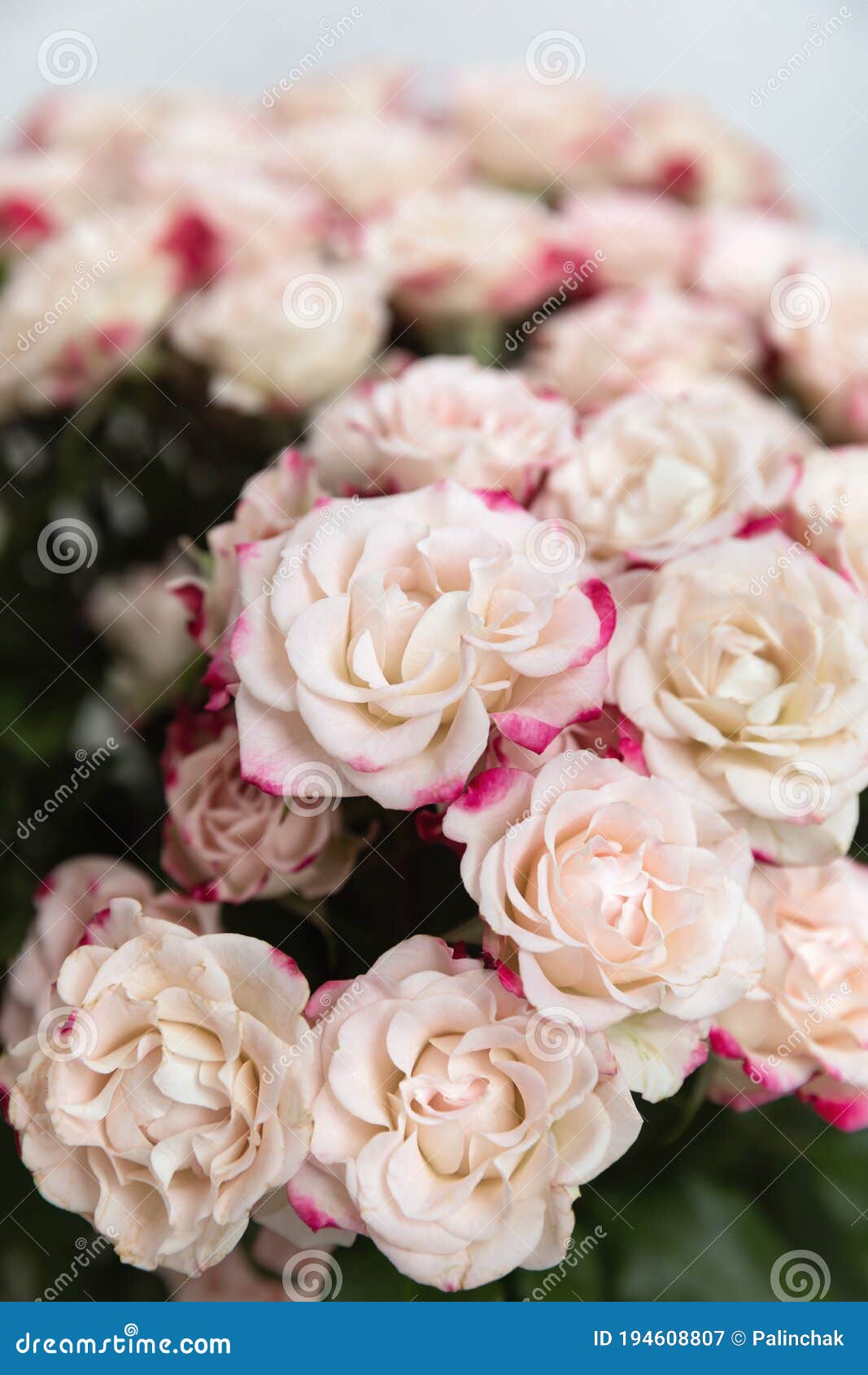 Light Pink Roses Background Stock Image - Image of bouquet, nature ...
