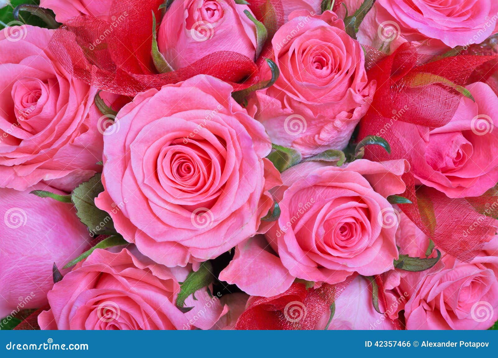 Light Pink Roses Background Stock Photo - Image of petal, nature: 42357466