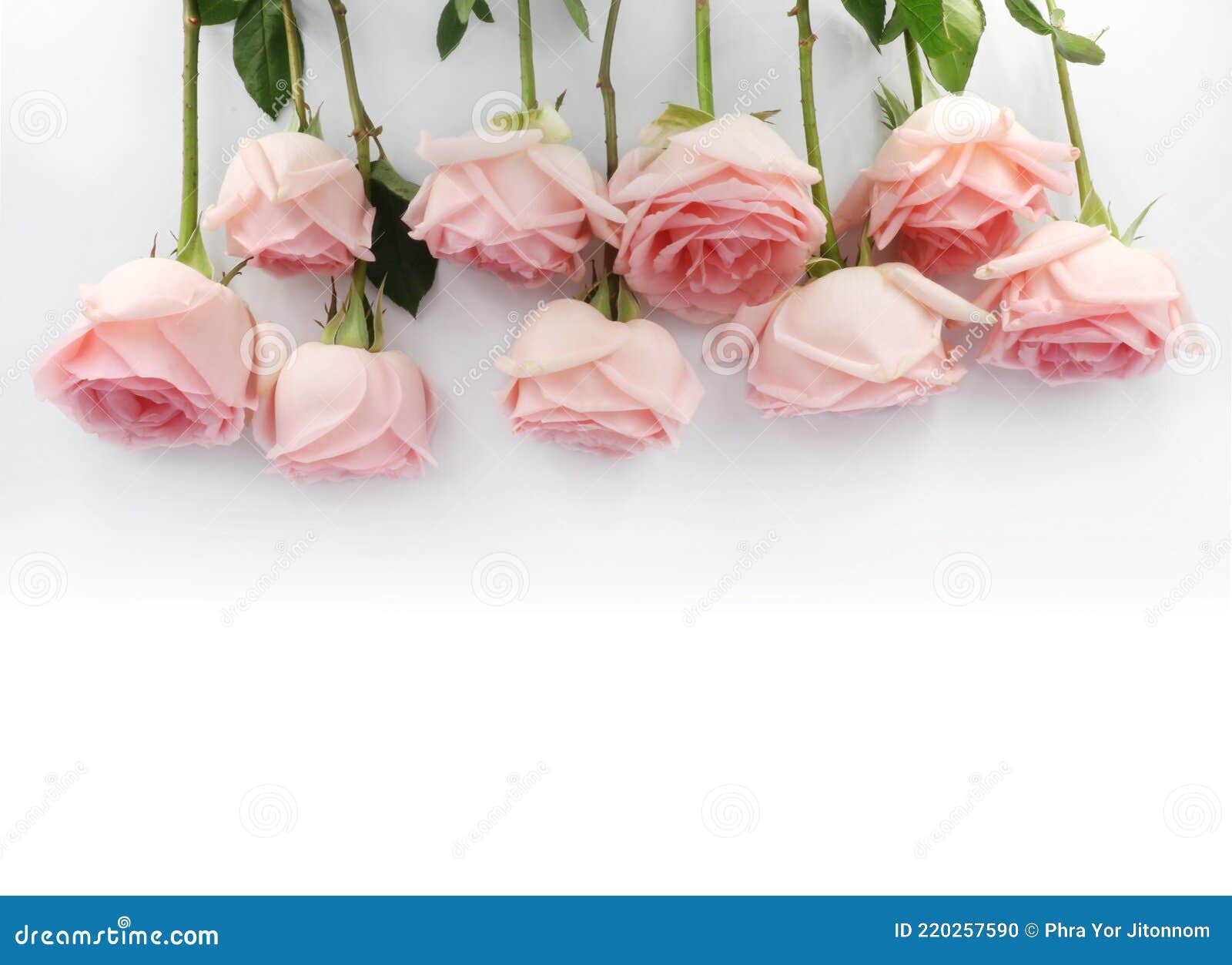 Light Pink Roses Composition. Stock Photo - Image of delicate ...