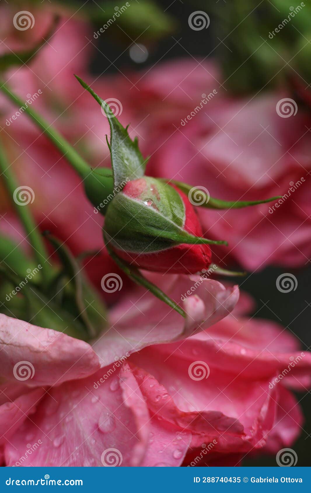 Light Pink Roses Covered in Rain Drops Stock Image - Image of fragility ...