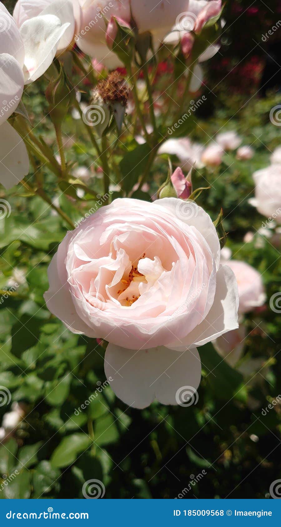 Light Pink Roses in Full Bloom Stock Photo - Image of full, light ...