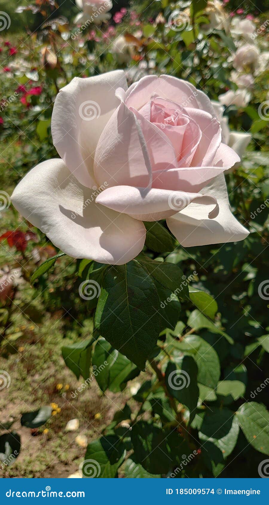 Light Pink Roses in Full Bloom Stock Photo - Image of leaf, wildflower ...