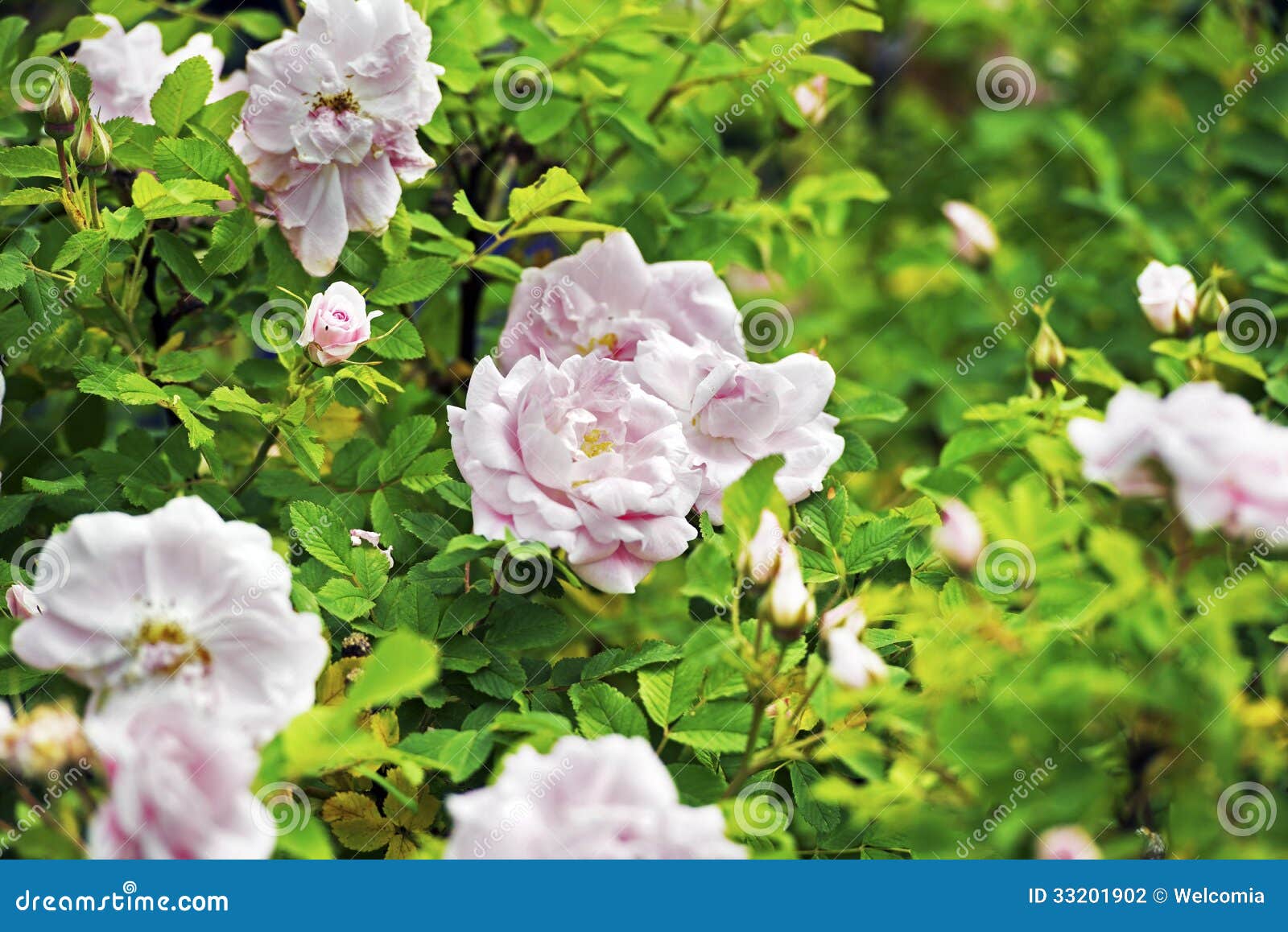 Light Pink Roses stock photo. Image of florist, blooming - 33201902
