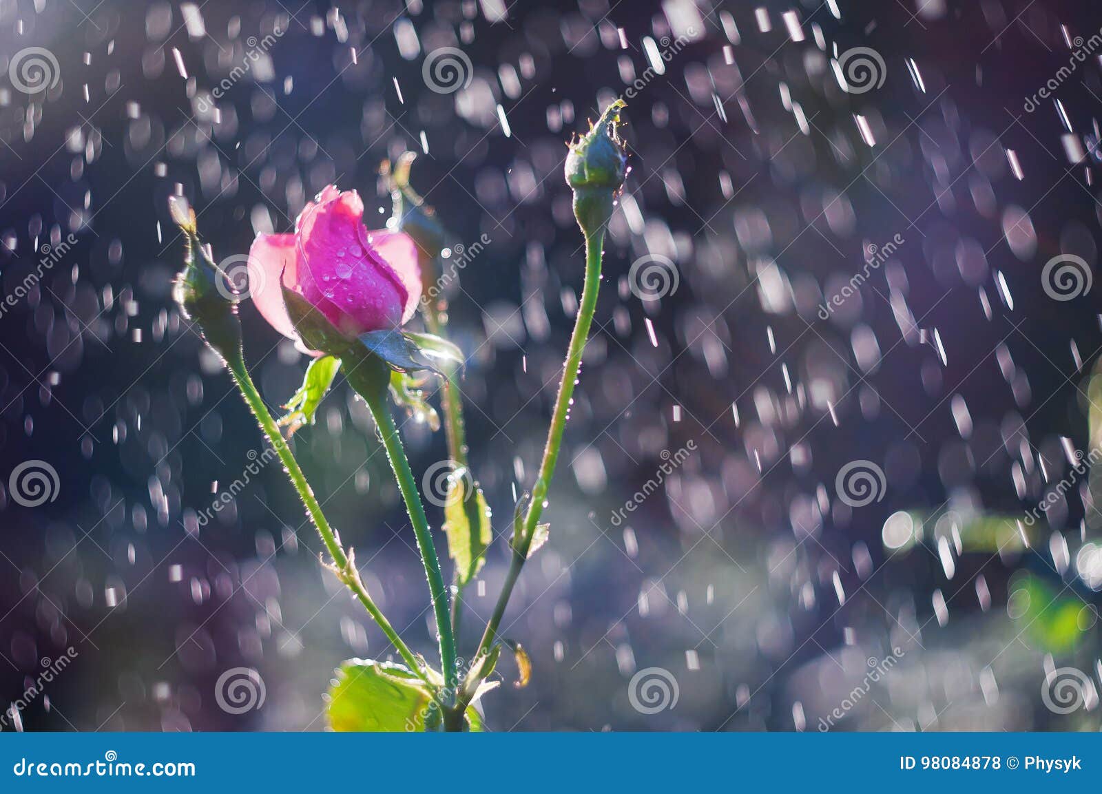 Light Pink Roses in the Garden in Summer Rain Stock Photo - Image of ...