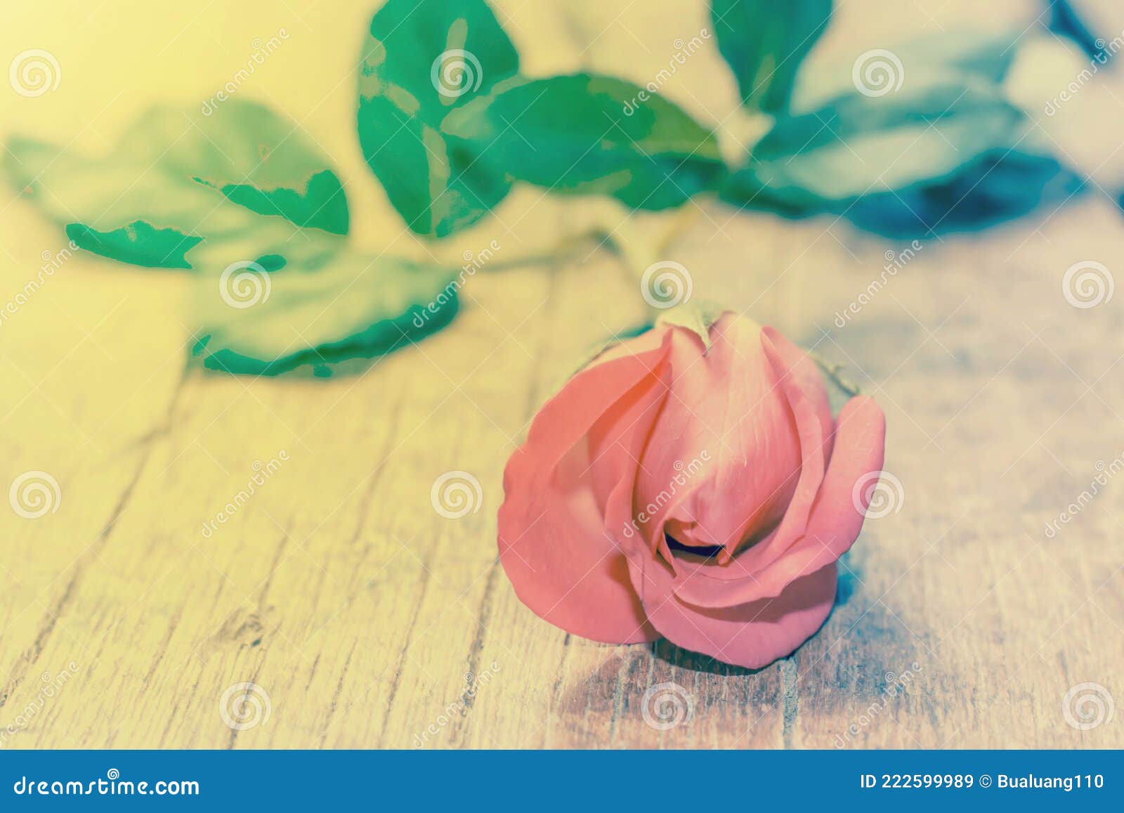Light Pink Roses in Soft Color and Blur Style for Background Stock ...
