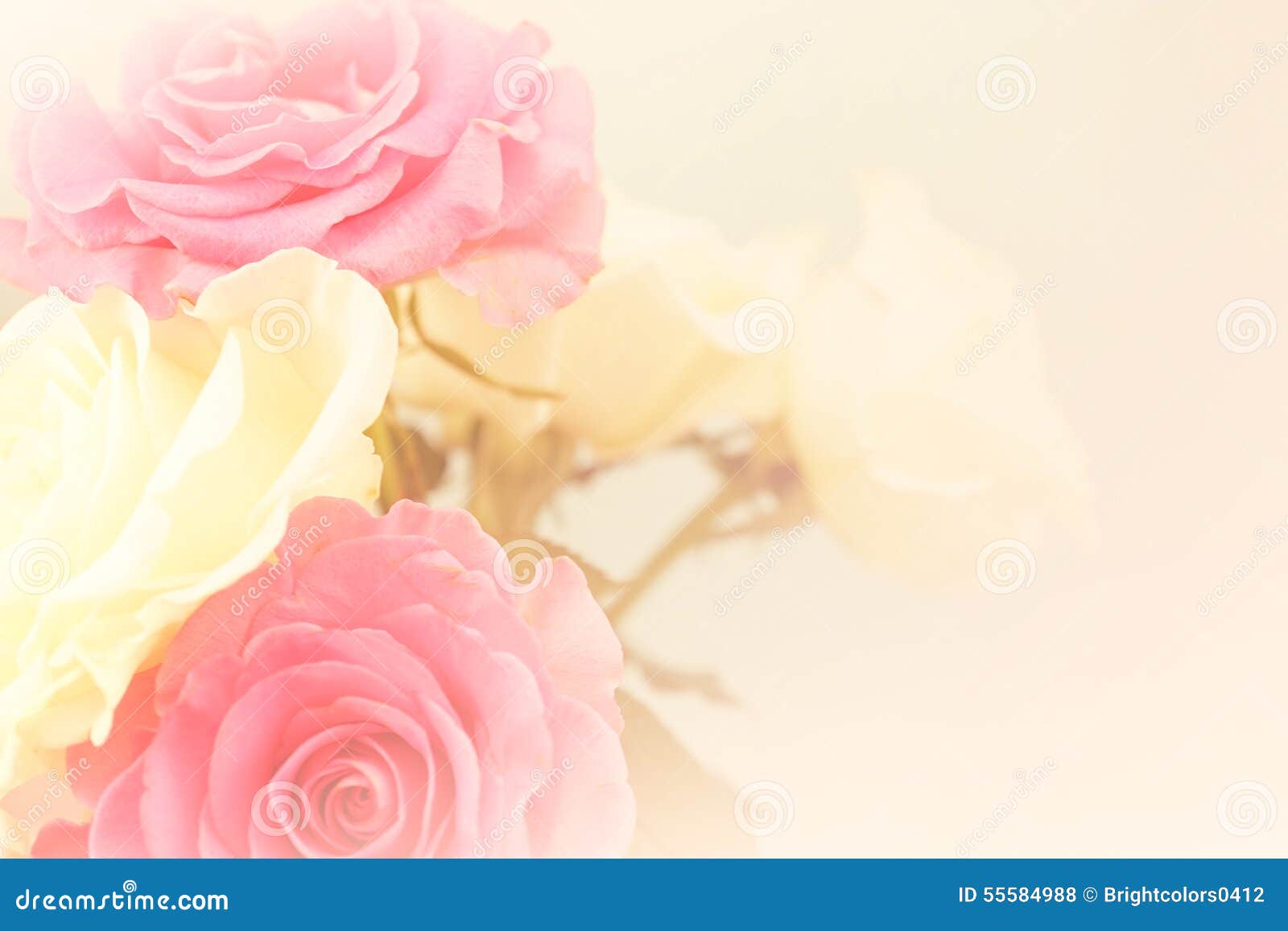 Light Pink Roses in Soft Color and Blur Style Stock Photo - Image of ...