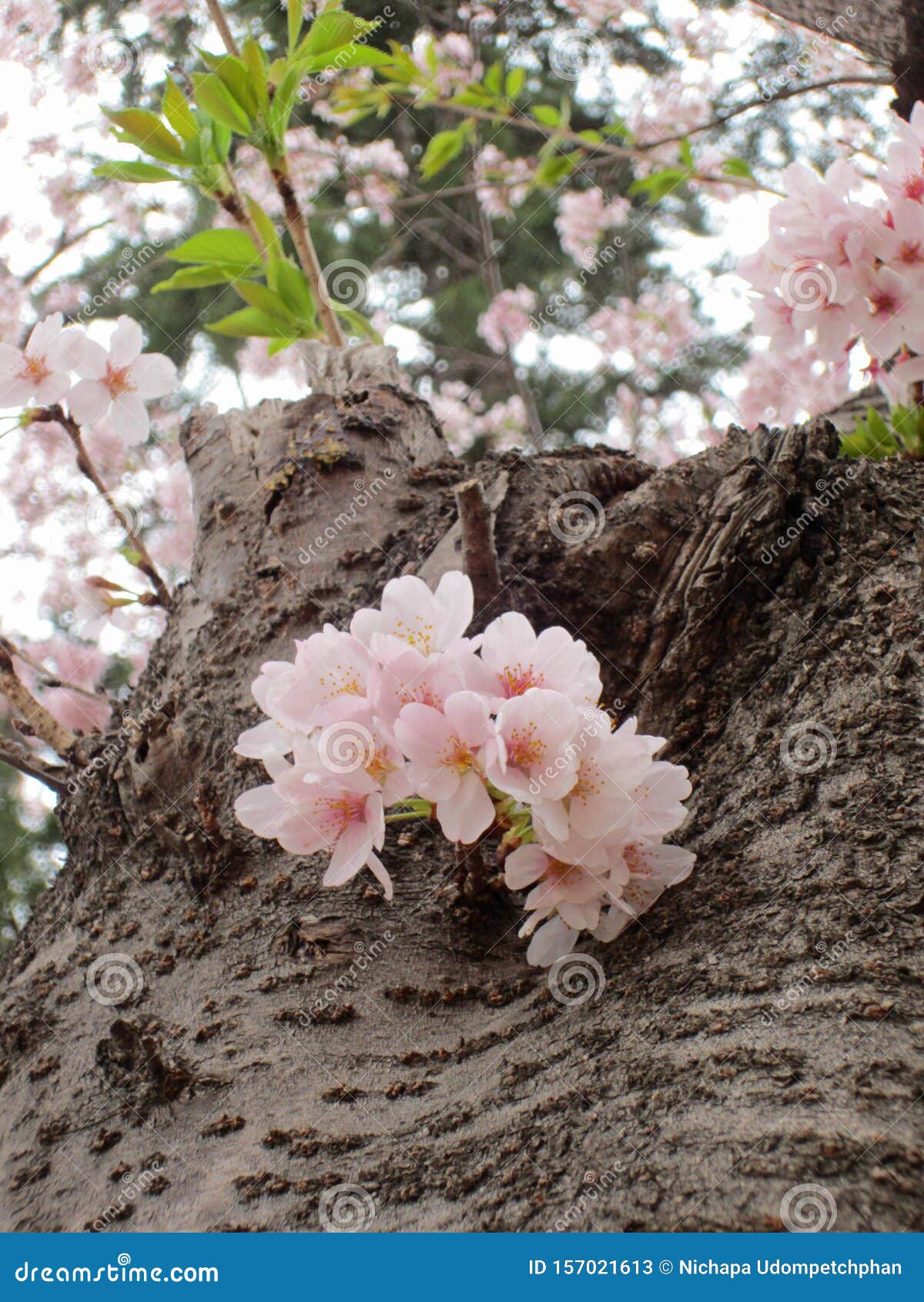 Light Pink Sakura on the Tree Stock Image - Image of flowers, bottom ...
