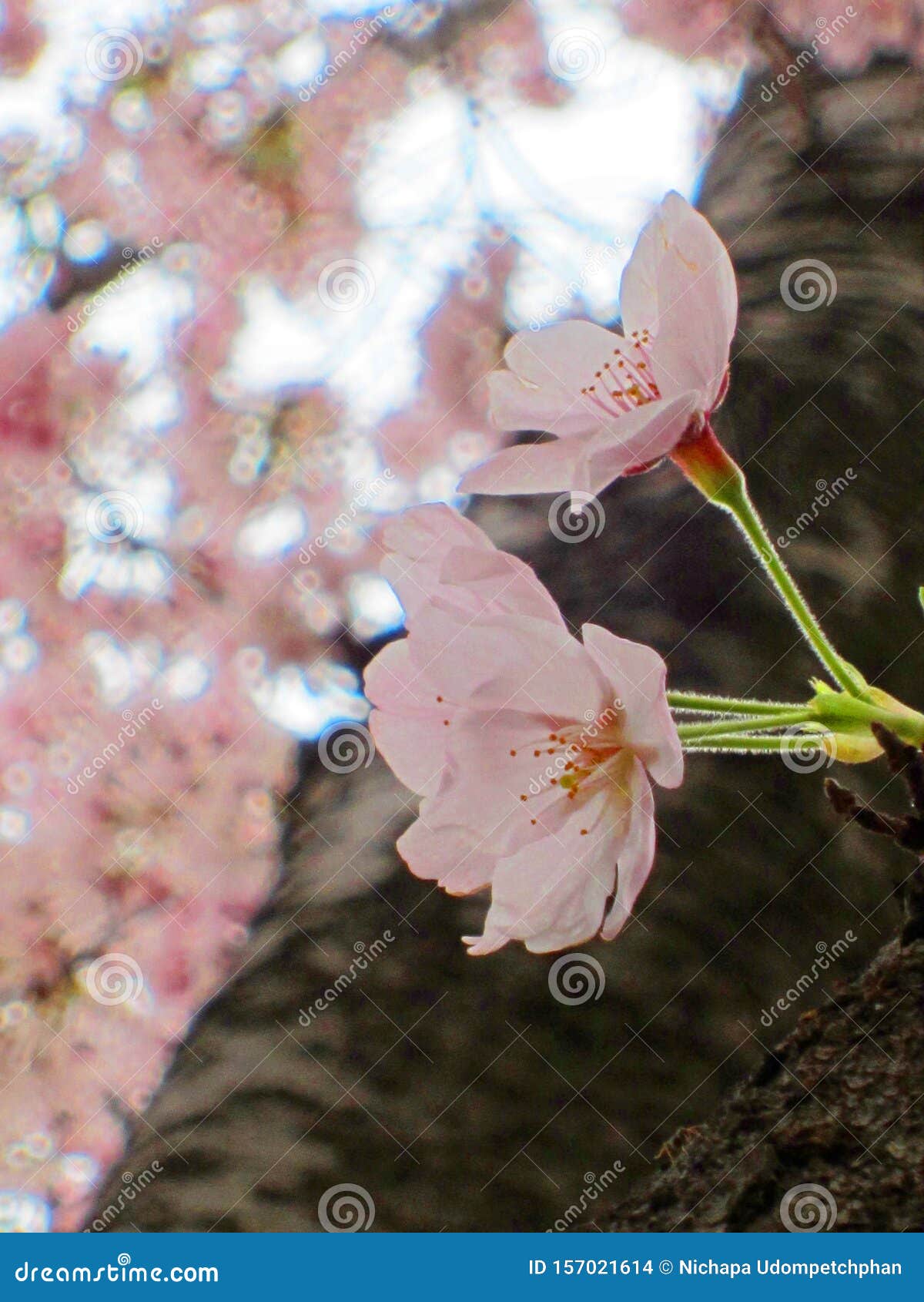 Light Pink Sakura on the Tree Stock Photo - Image of light, summer ...