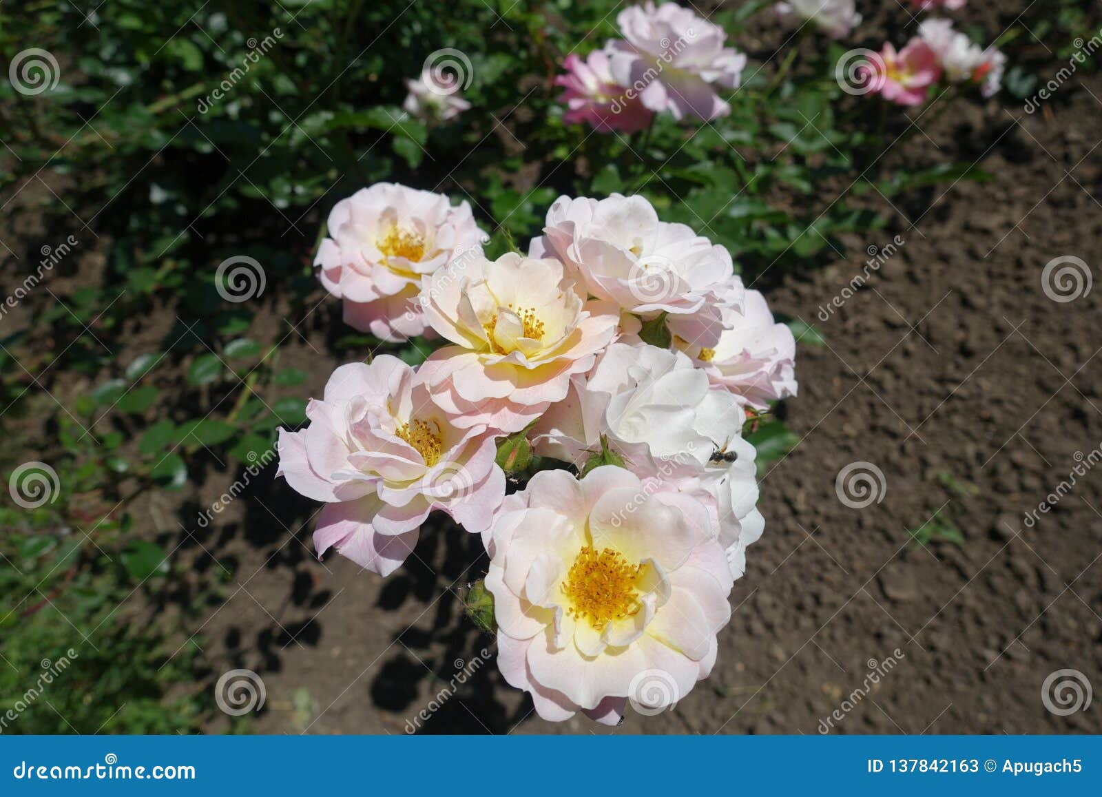 Light Pink Semi-double Flowers of Rose Stock Image - Image of closeup ...