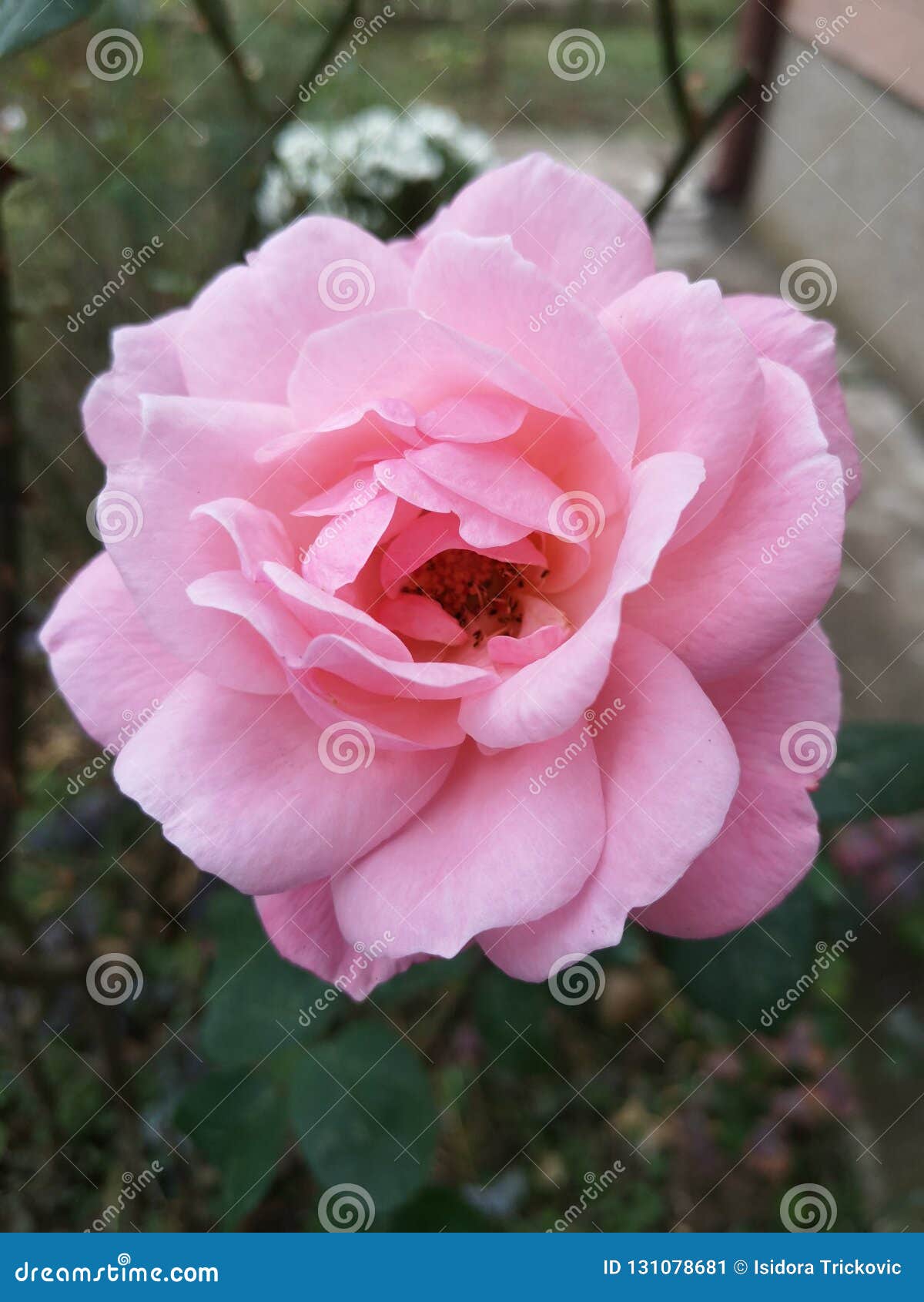 Light pink single rose stock image. Image of rose, gardening - 131078681