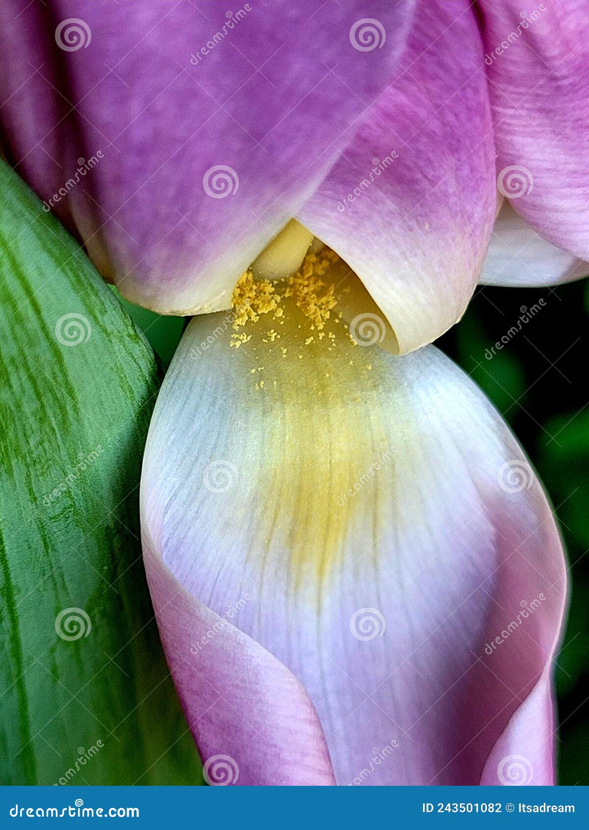 Light pink tulip pollen stock photo. Image of vibrant - 243501082