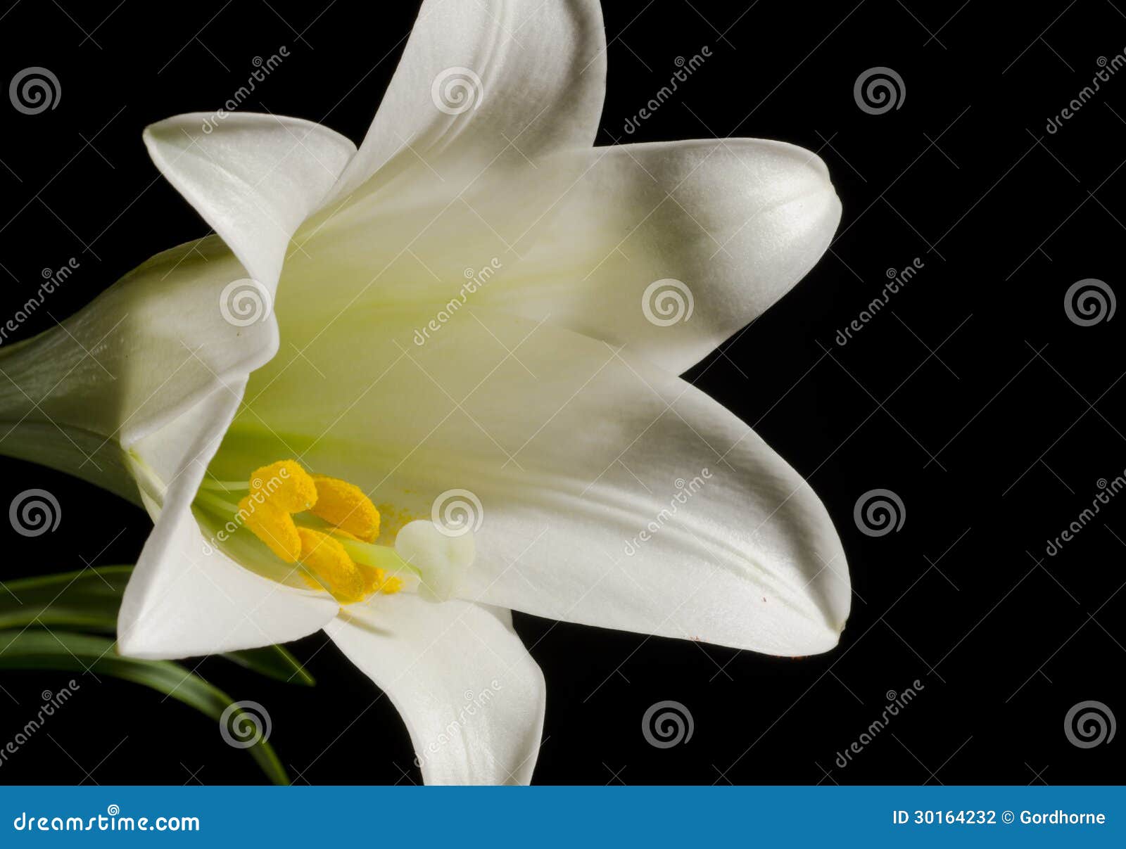 Light on the Pollen stock photo. Image of floral, green - 30164232