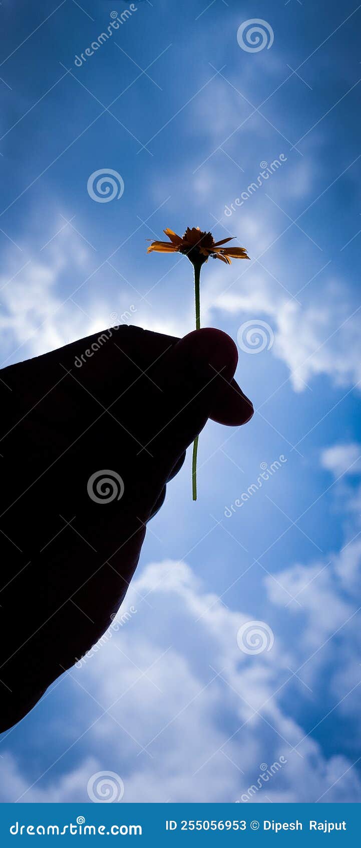 Light of positive stock image. Image of flower, light - 255056953