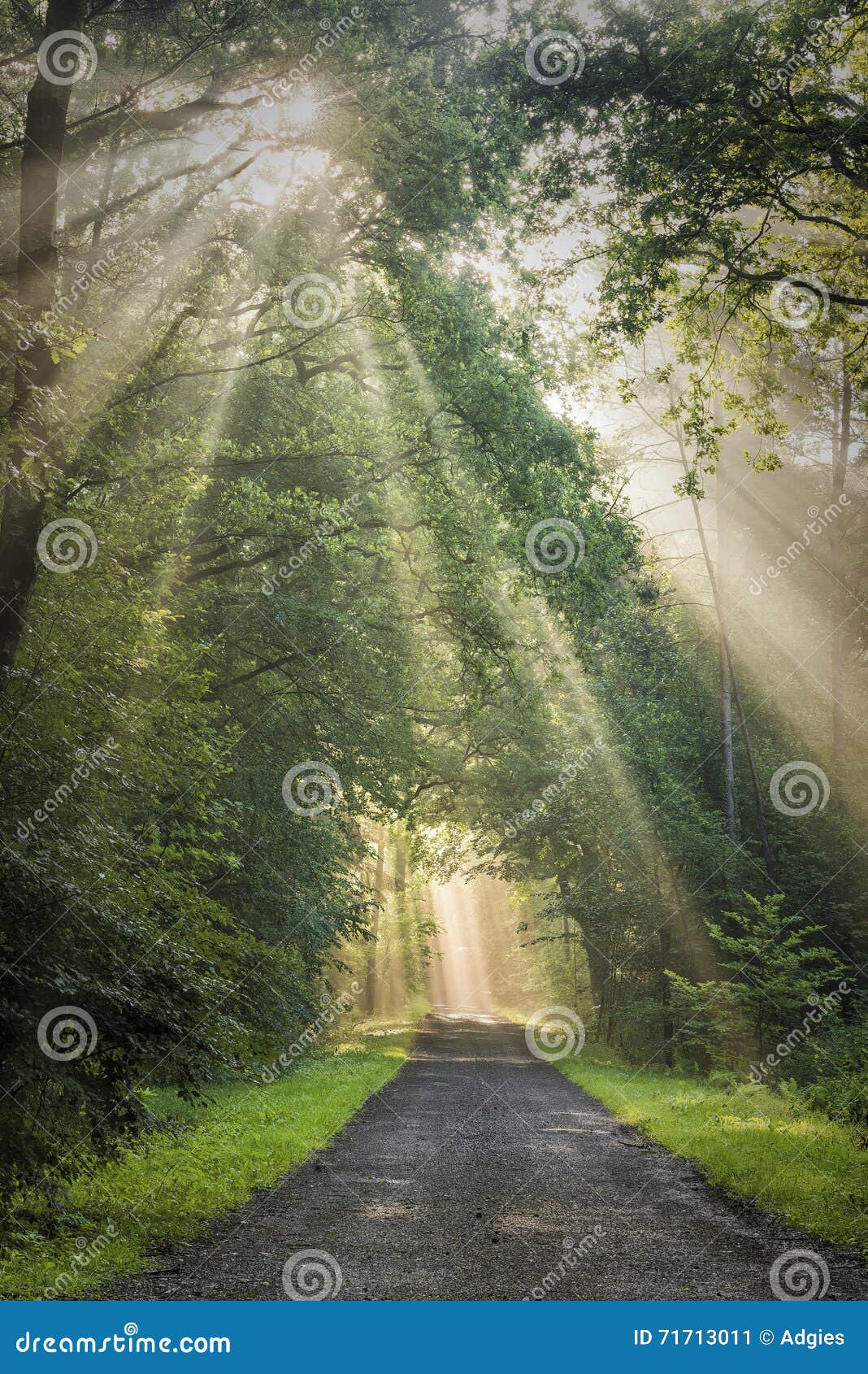 Light pouring in stock image. Image of sunlight, streaks - 71713011