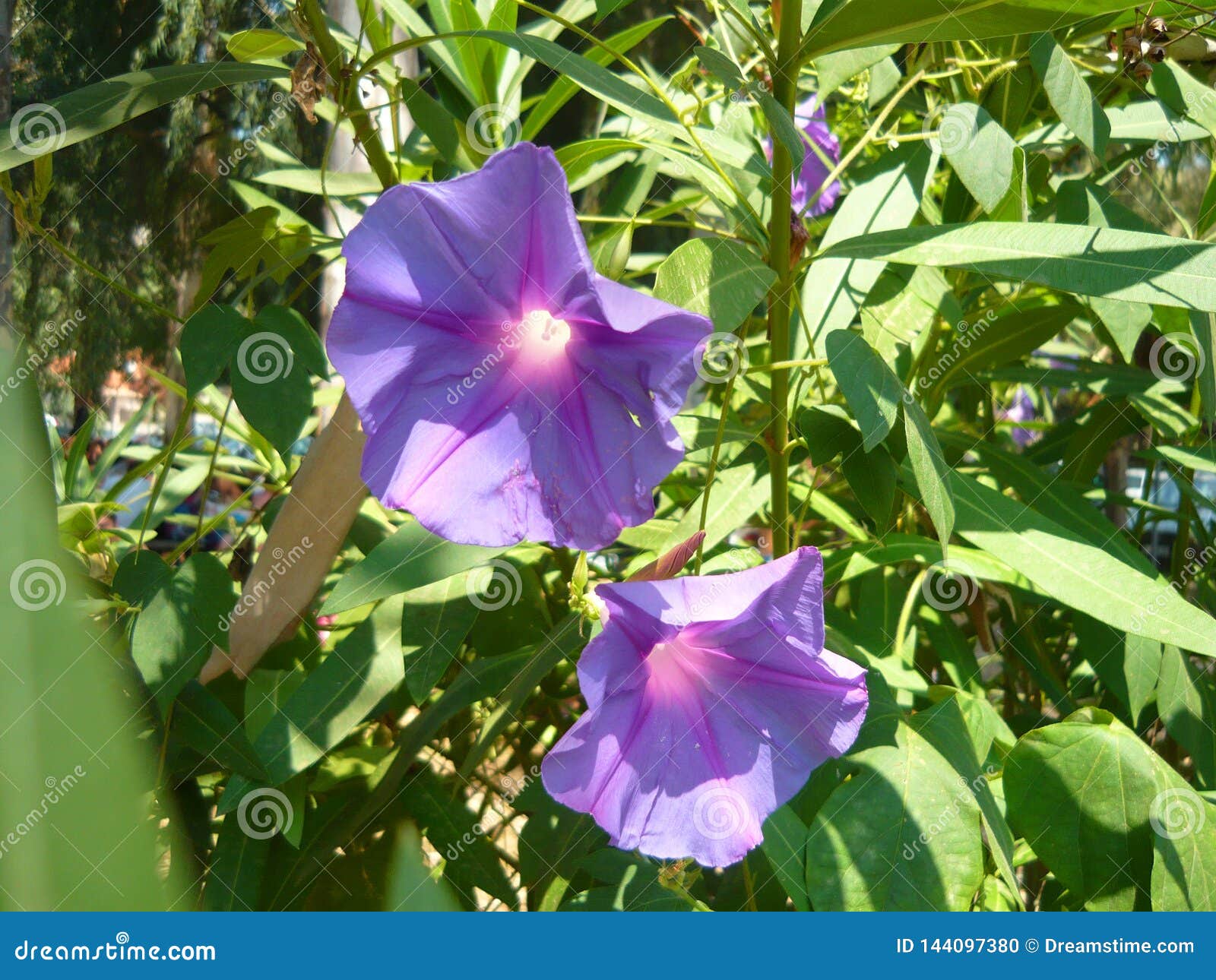 Light in Purple Bell Flowers Stock Photo - Image of flowers, summer ...