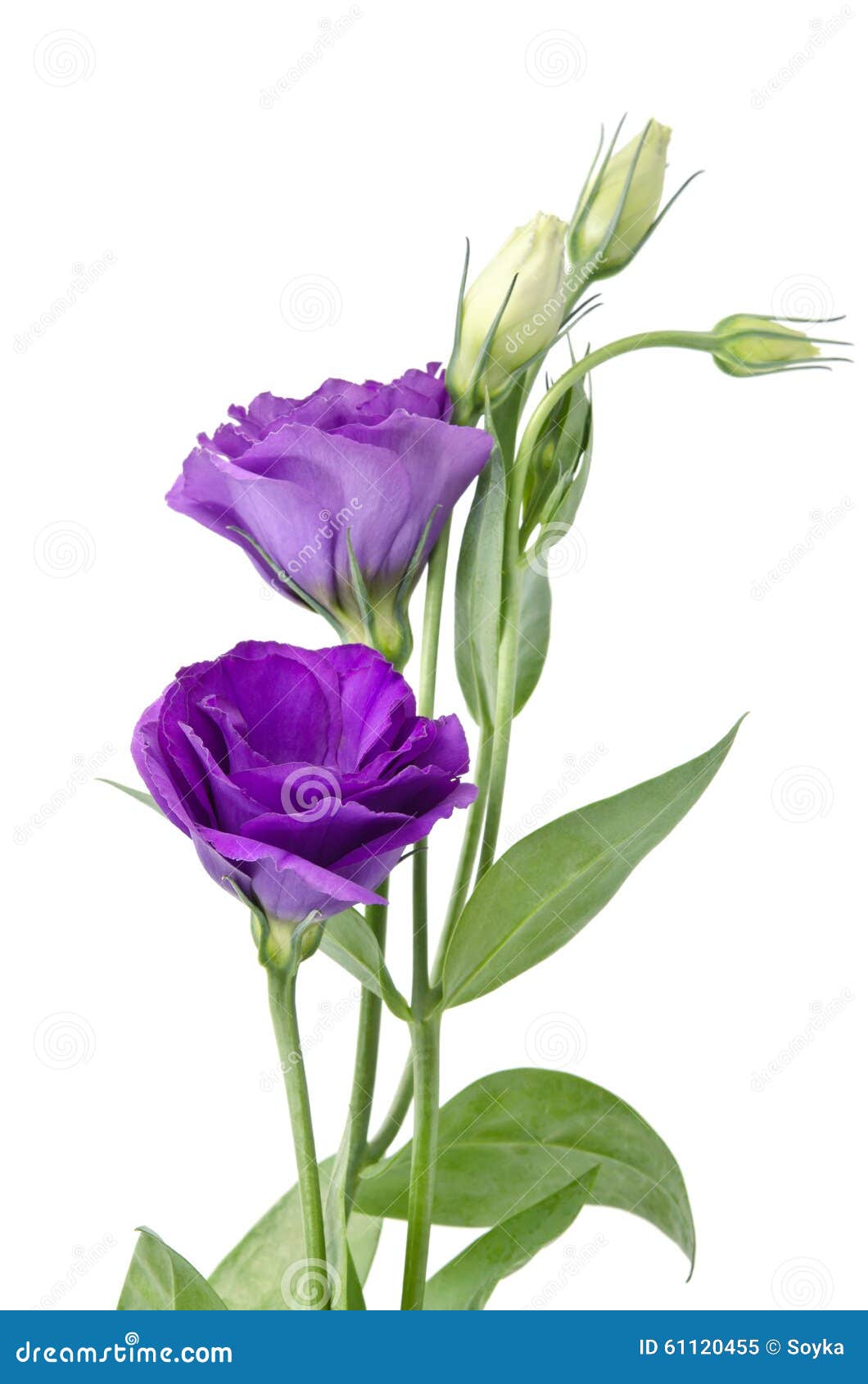 Light Purple Eustoma Flowers Stock Image - Image of flower, pale: 61120455