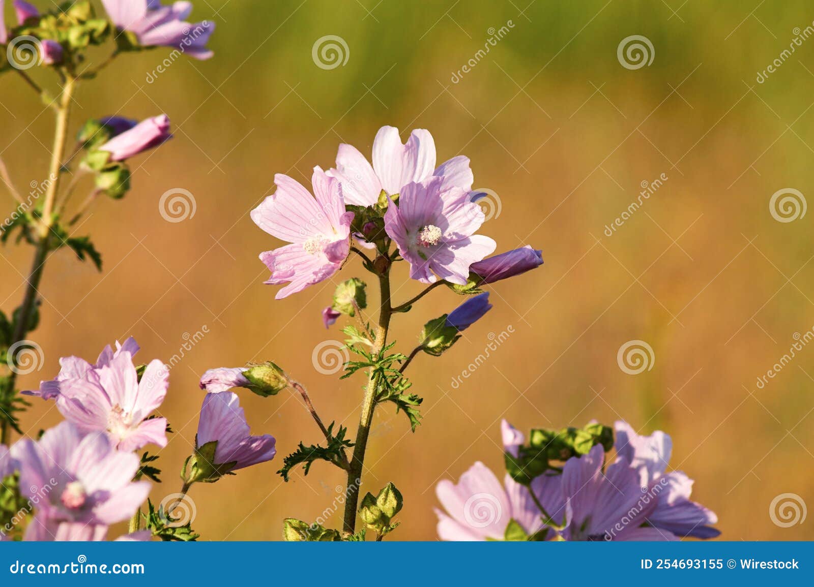 Light Purple Forest Mallow Flowers in the Field Stock Image - Image of ...