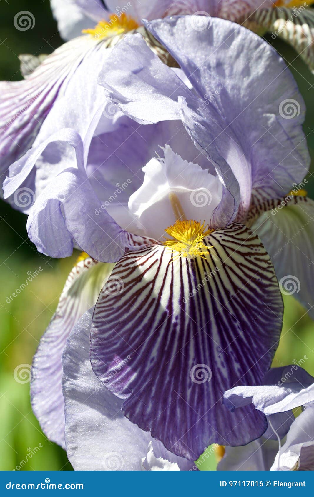 Light purple iris flower stock photo. Image of life, closeup - 97117016