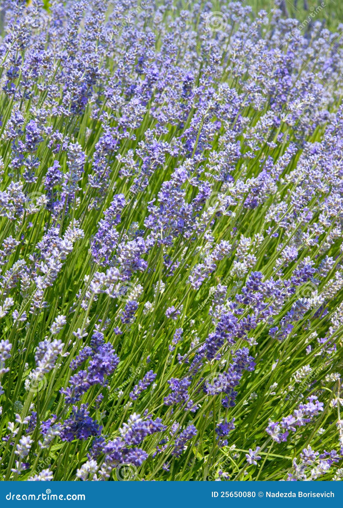 Light purple lavender stock photo. Image of festival - 25650080