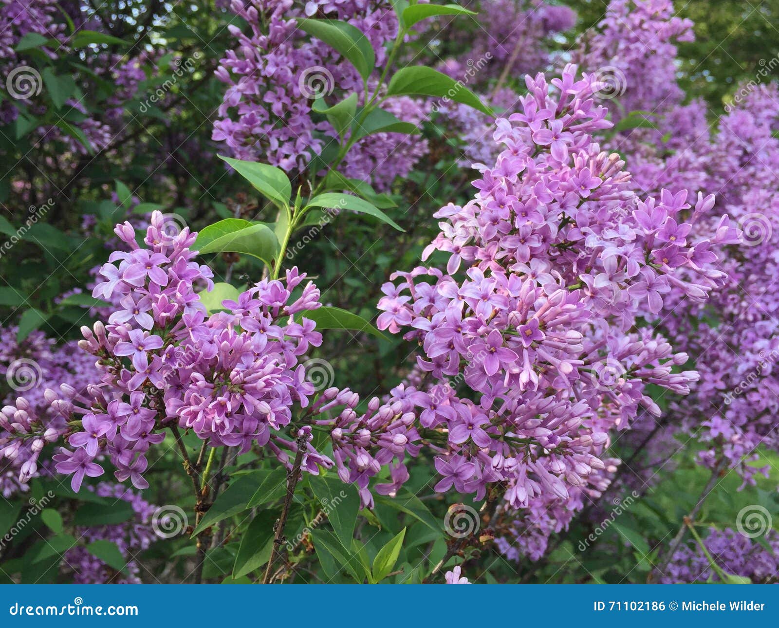 Light purple lilacs stock photo. Image of blossoming - 71102186