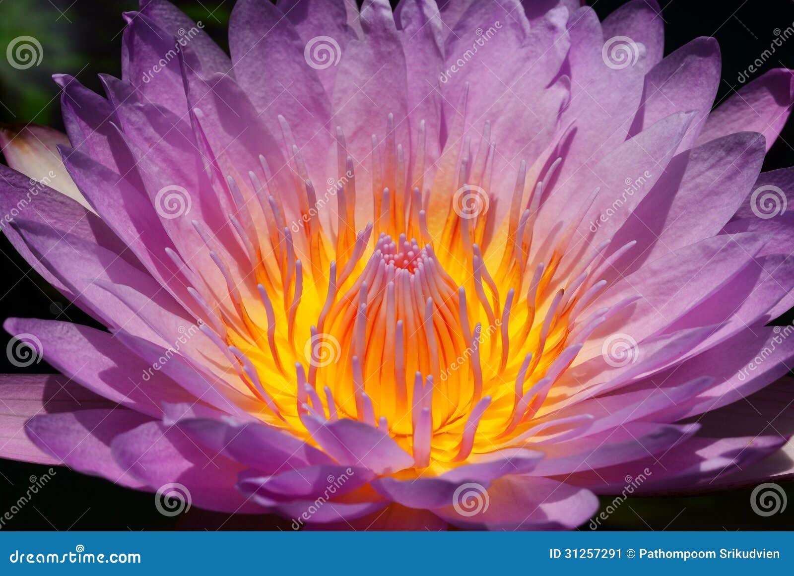 Light purple lotus stock image. Image of lotus, background - 31257291
