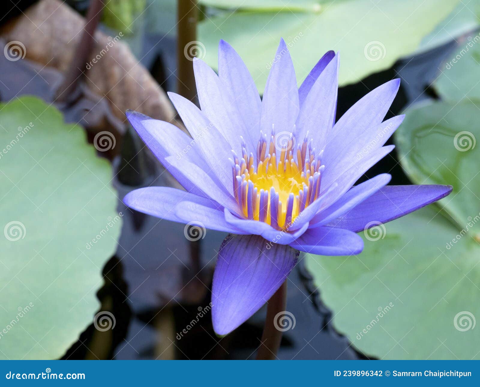Light Purple Lotus in a Pool Stock Photo - Image of garden, decoration ...