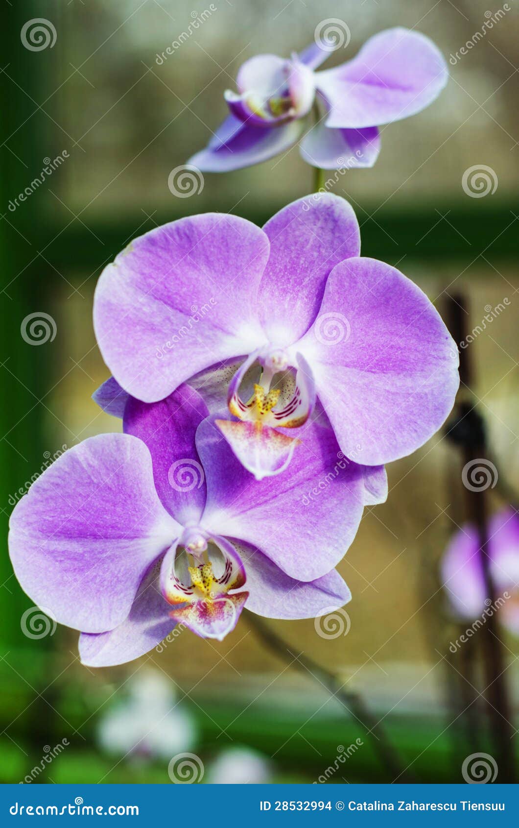 Light purple orchid stock photo. Image of growing, beautiful - 28532994