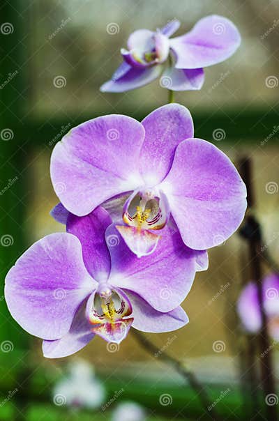 Light purple orchid stock photo. Image of growing, beautiful - 28532994