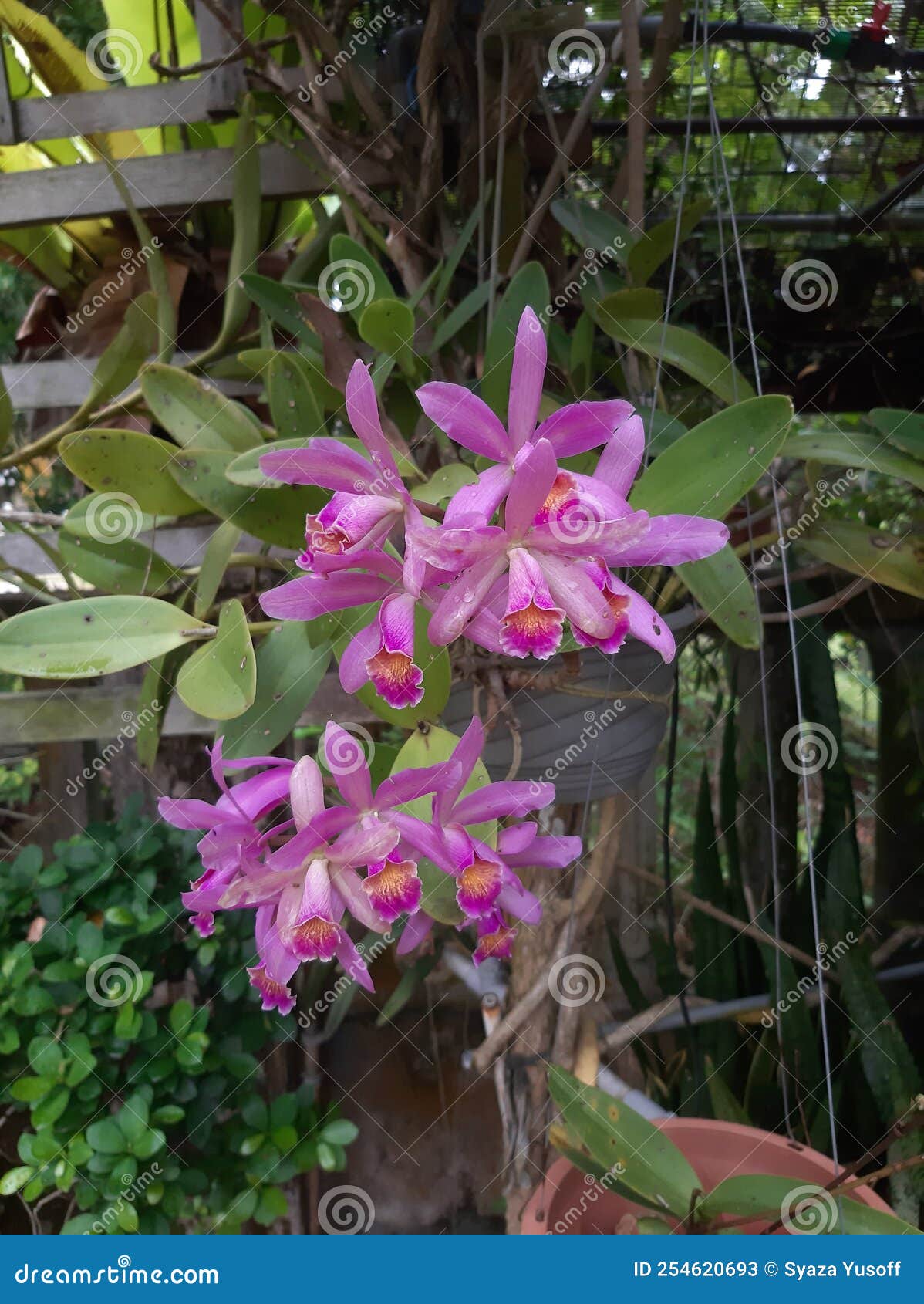 Light Purple Orchids Flower Stock Image - Image of purple, flower ...