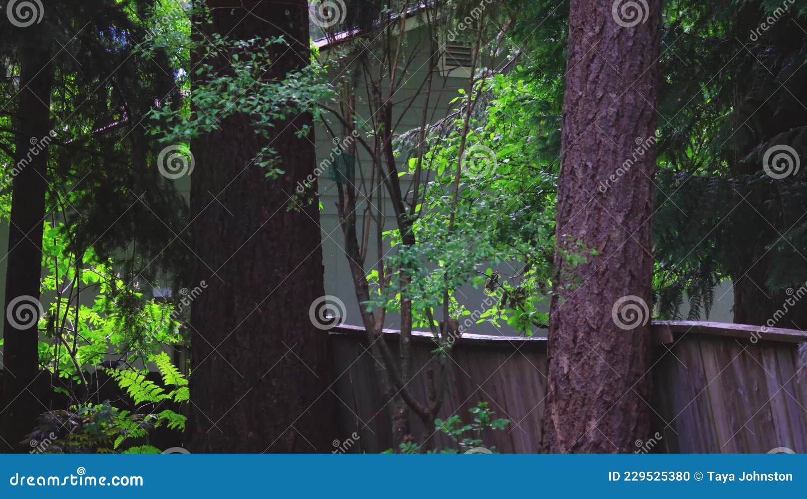 Light Rain Falling through Pine Trees Stock Footage - Video of leaf ...