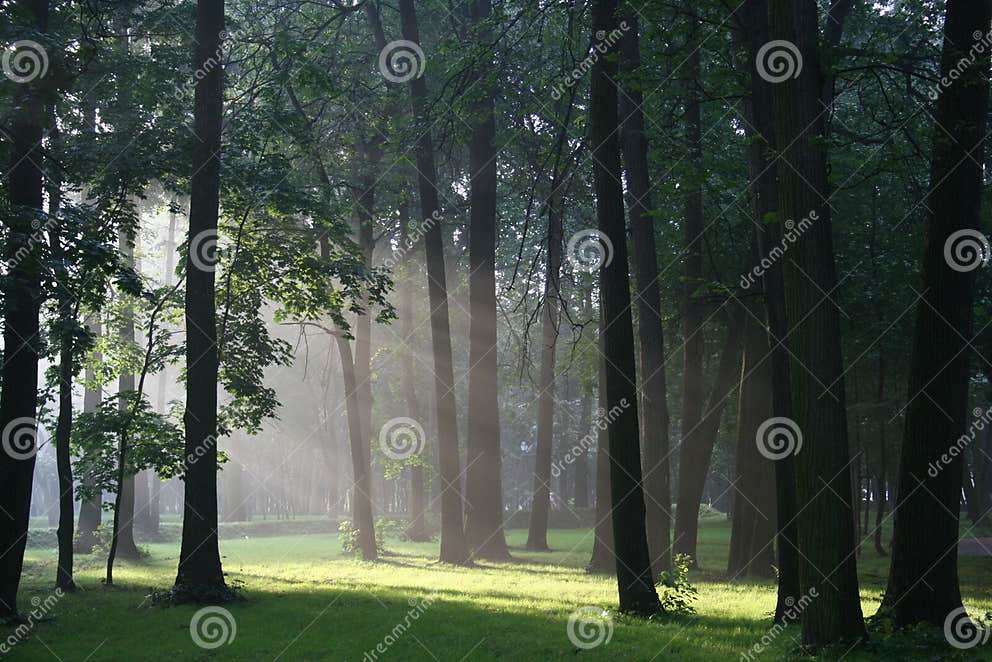 Light rays stock image. Image of light, morning, nature - 15018337