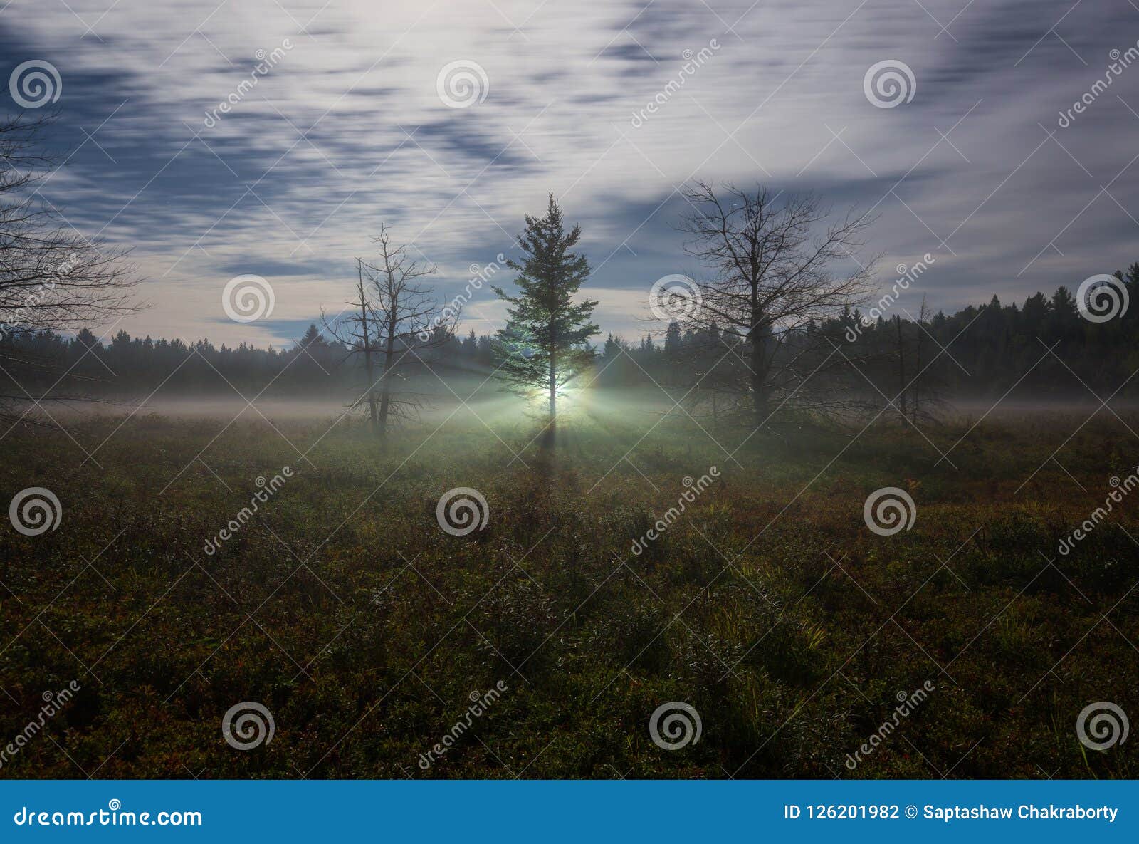 Light Rays Behind Tree in Mist Stock Photo - Image of trees, autumn ...