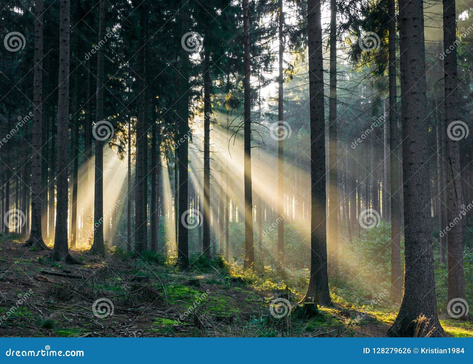 Light Rays Coming through the Trees in the Forest Stock Photo - Image ...