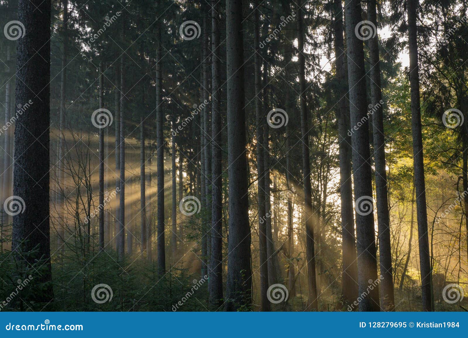 Light Rays Coming through the Trees in the Forest Stock Image - Image ...