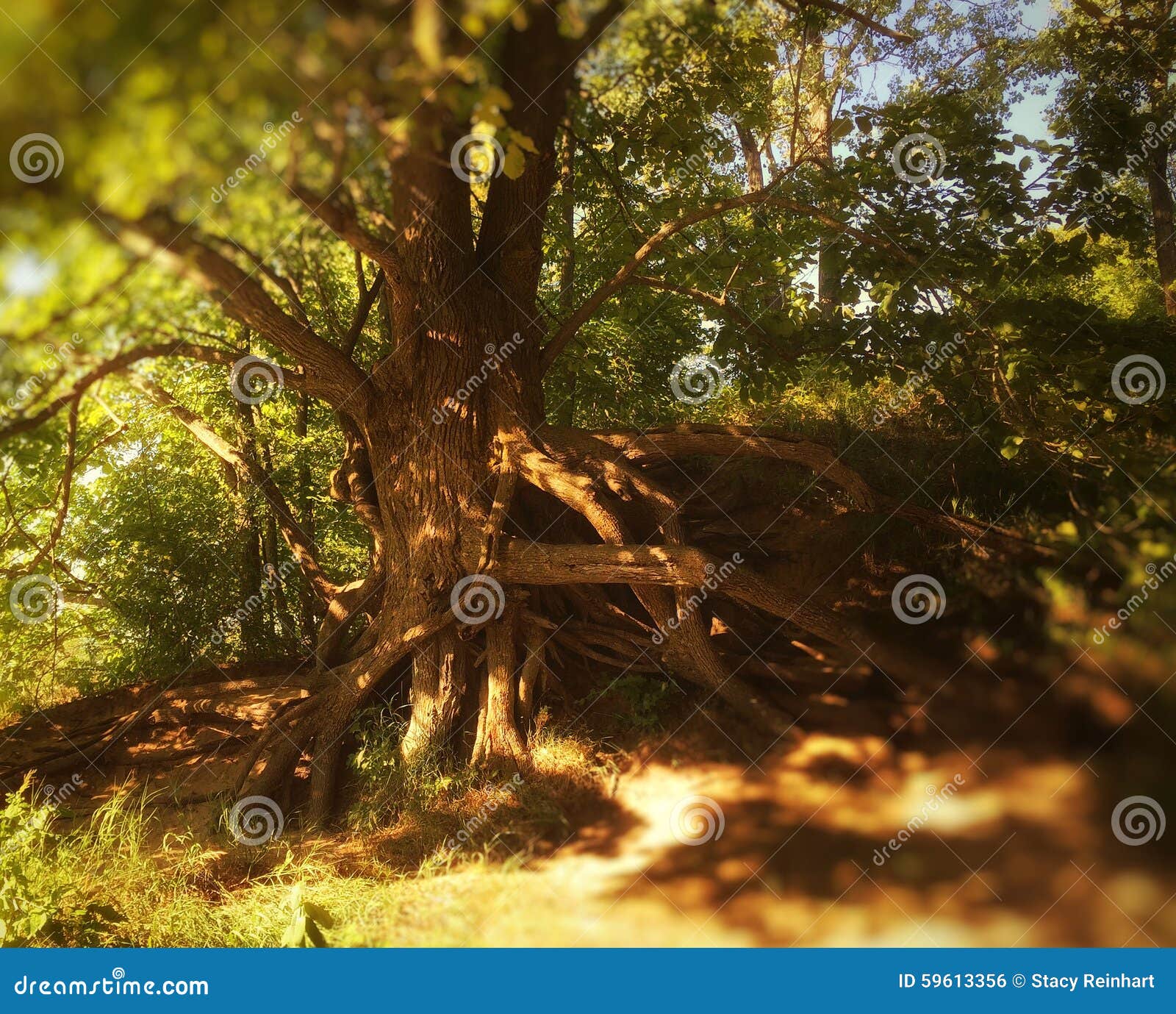 Light Rays Entangled Trees Stock Photos - Free & Royalty-Free Stock ...