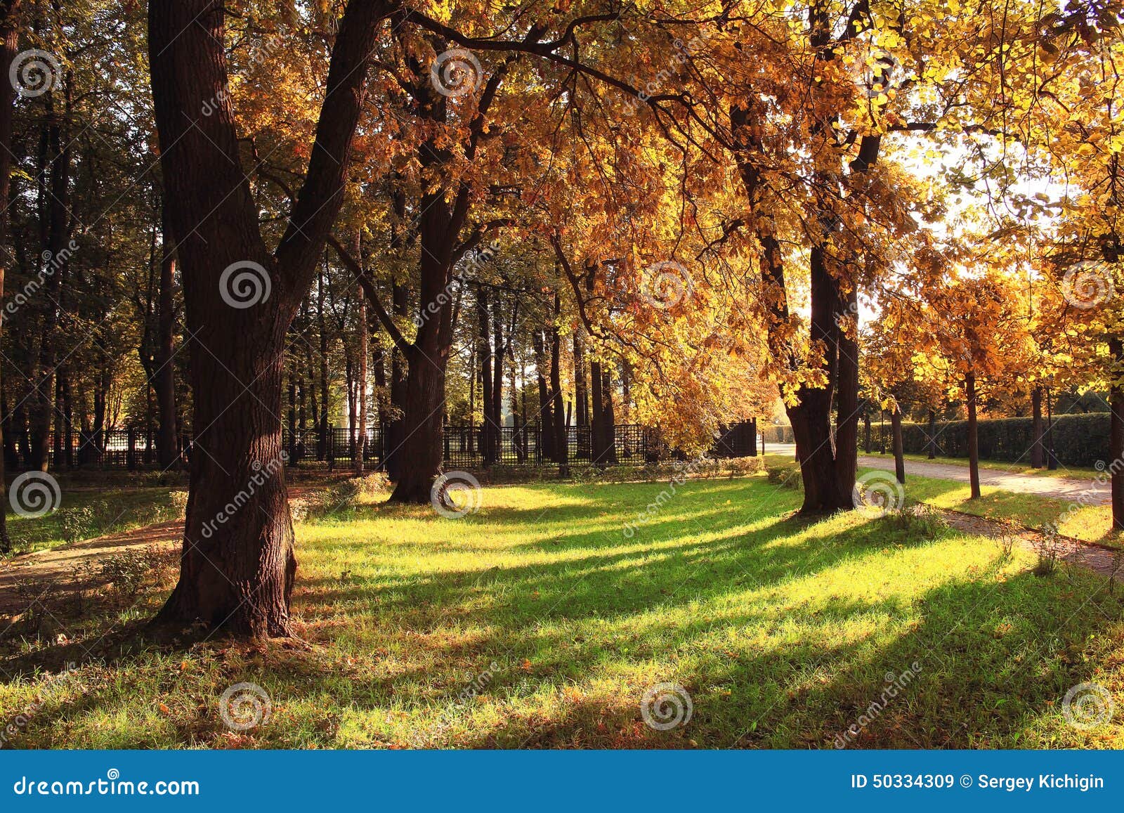 Light Rays Fall Landscape Trees Stock Image - Image of magic, landscape ...