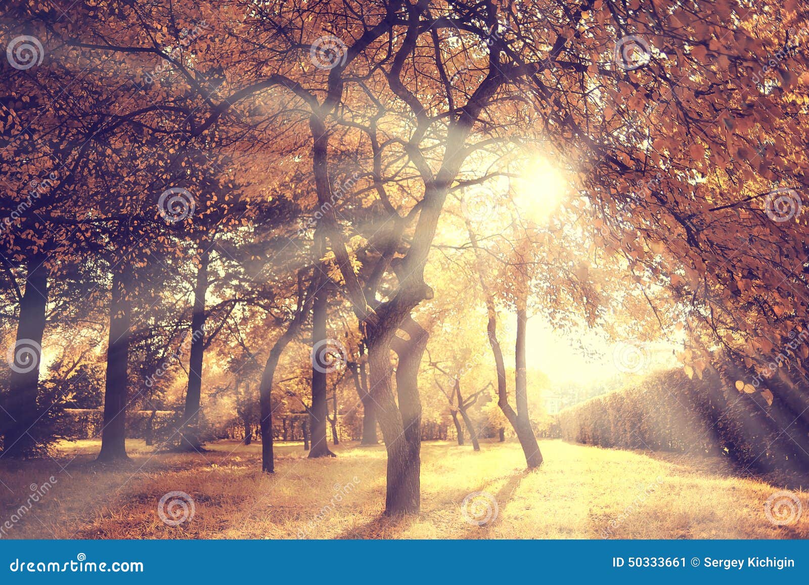 Light Rays Fall Landscape Trees Stock Image - Image of october, dark ...