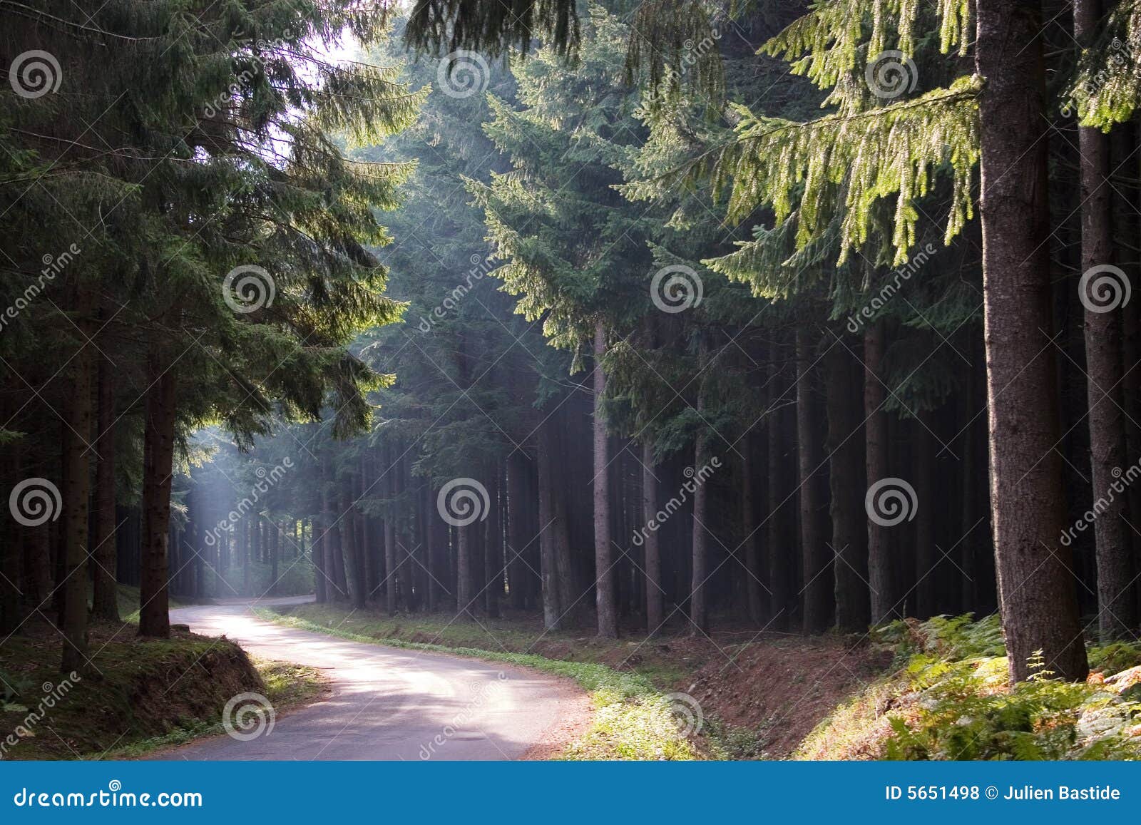 Light rays in the forest stock photo. Image of coniferous - 5651498