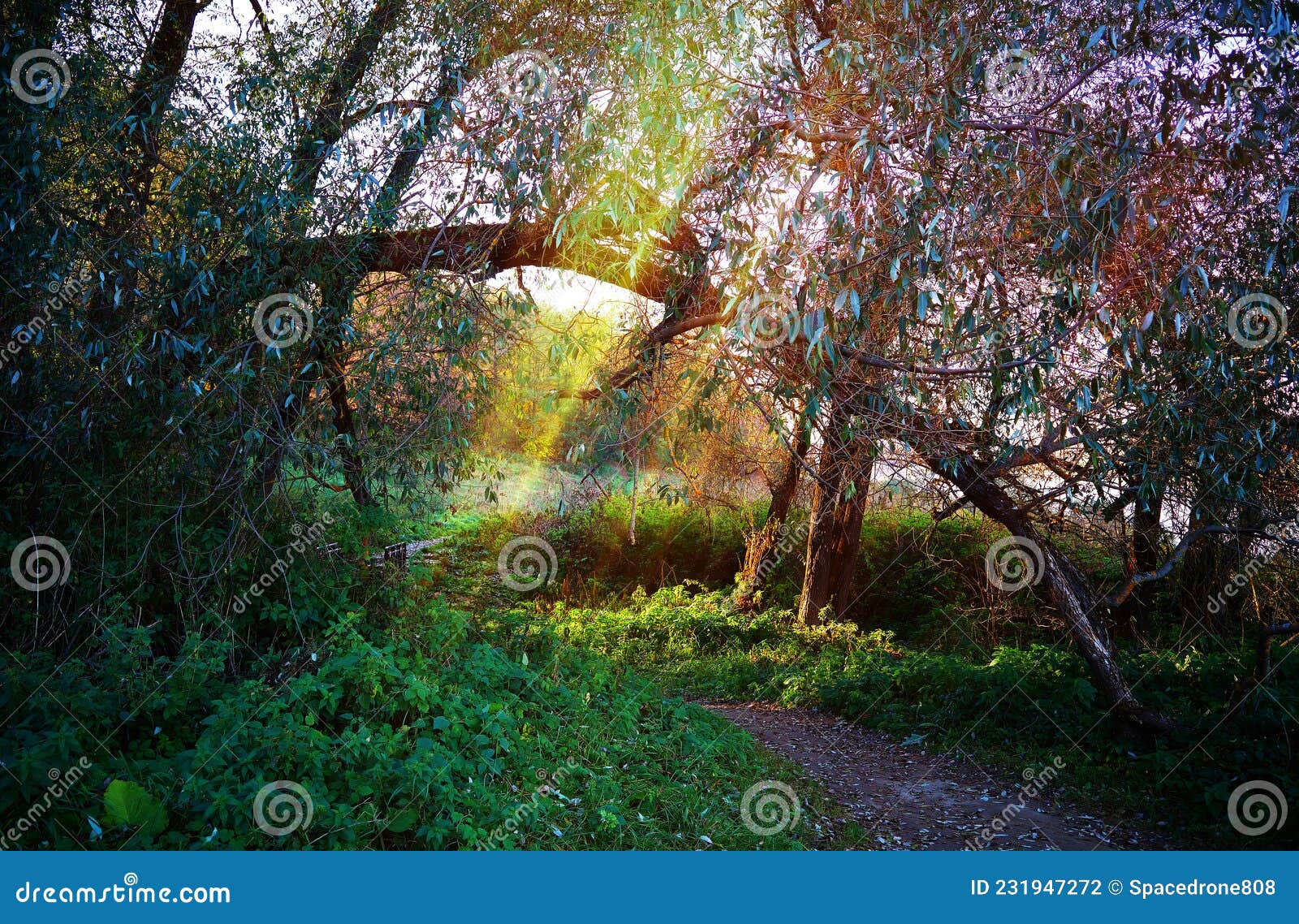 Light Rays Illuminating Bended Tree Landscape Stock Photo - Image of ...
