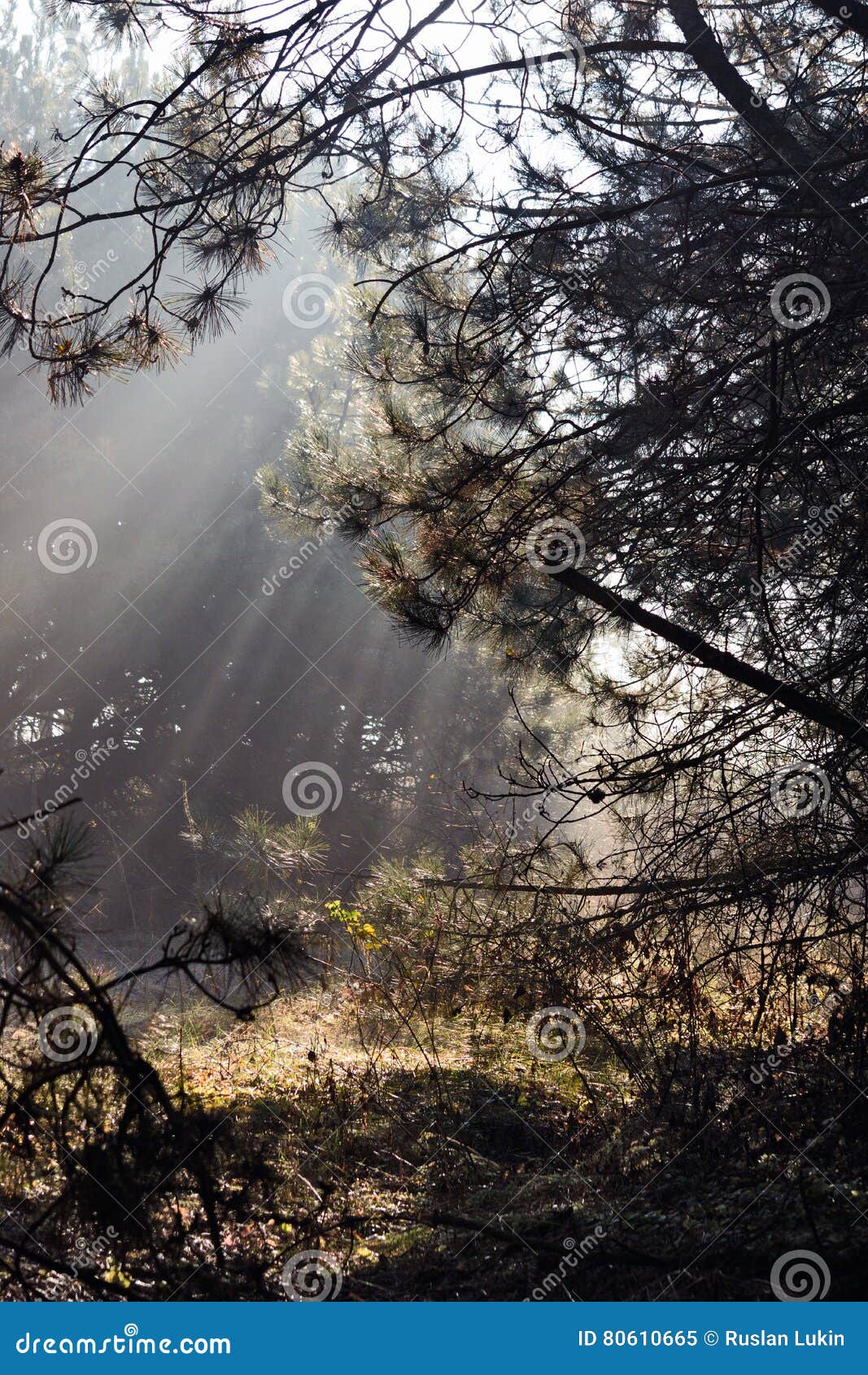 Light rays stock image. Image of trees, morning, tree - 80610665