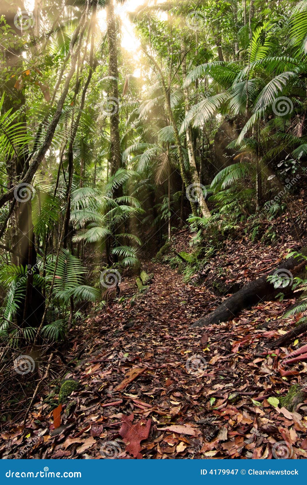 Light Rays in Rainforest Path Stock Image - Image of photograph ...